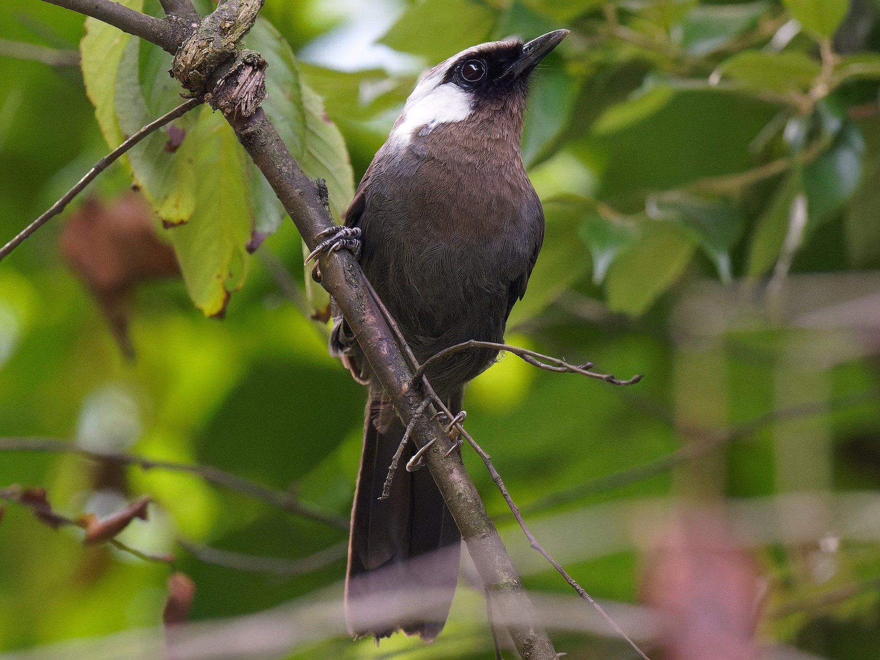 Grey Laughingthrush - eBird