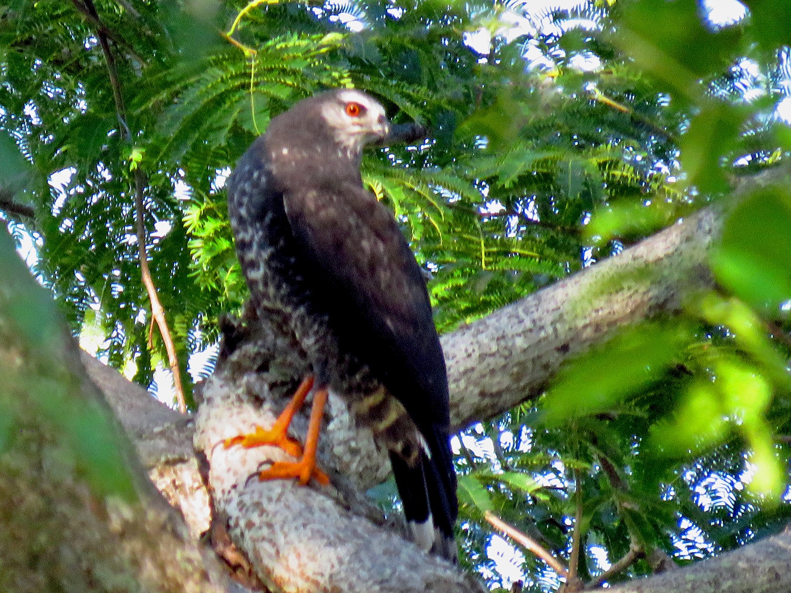 Crane Hawk - eBird