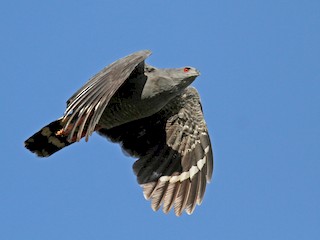 Crane Hawk - eBird