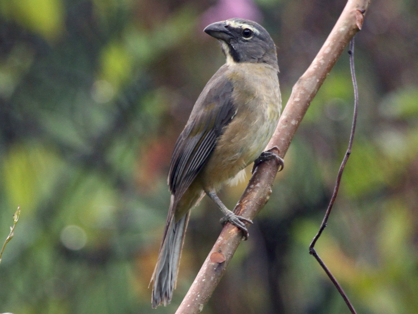 Olive-gray/Bluish-gray Saltator - eBird