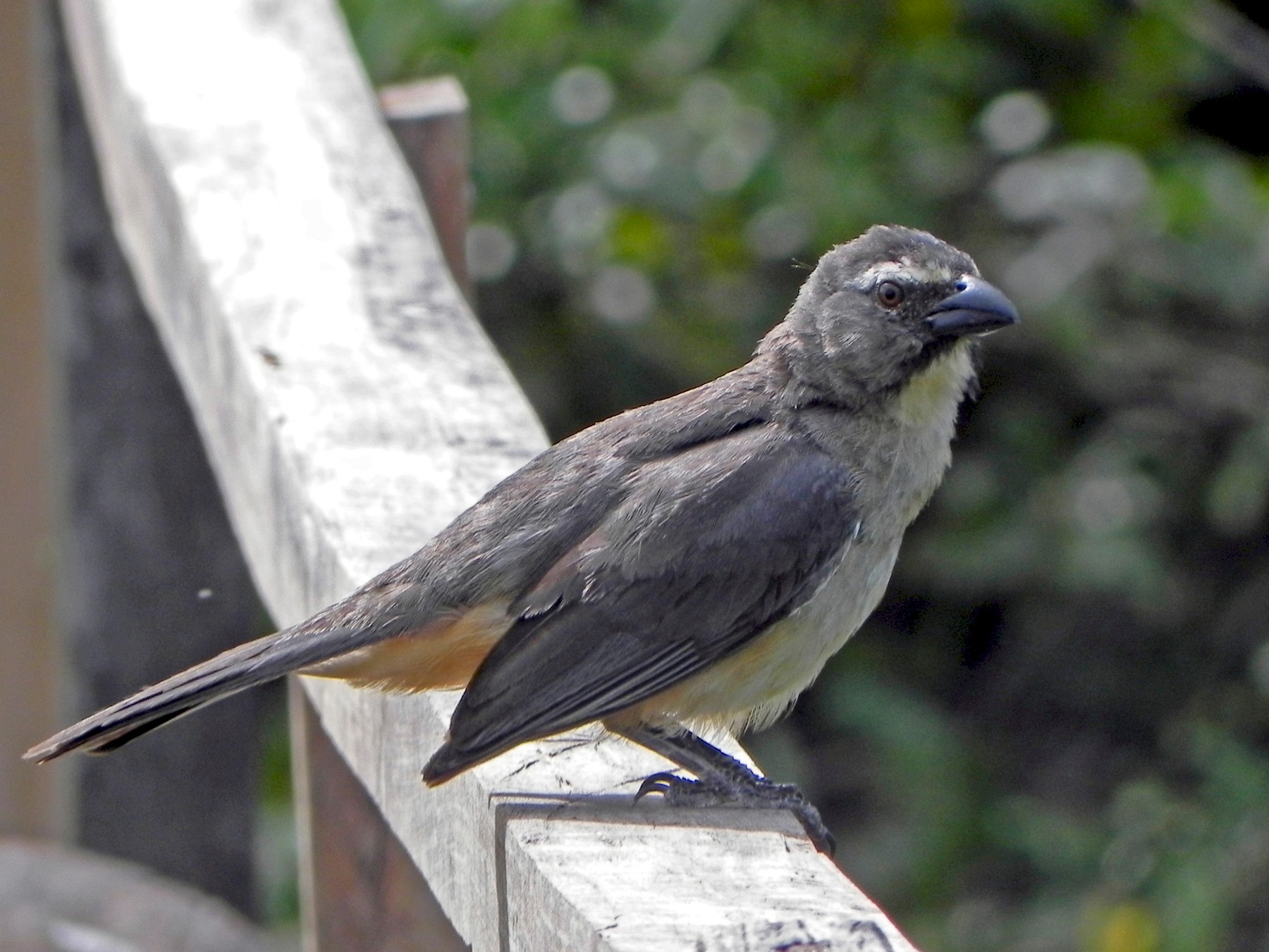 Olive-gray/Bluish-gray Saltator - eBird
