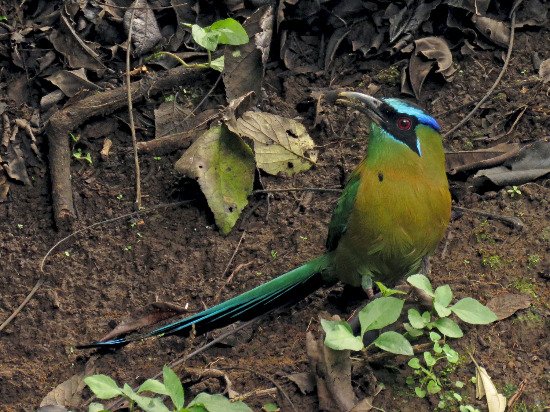 Lesson's Motmot - eBird