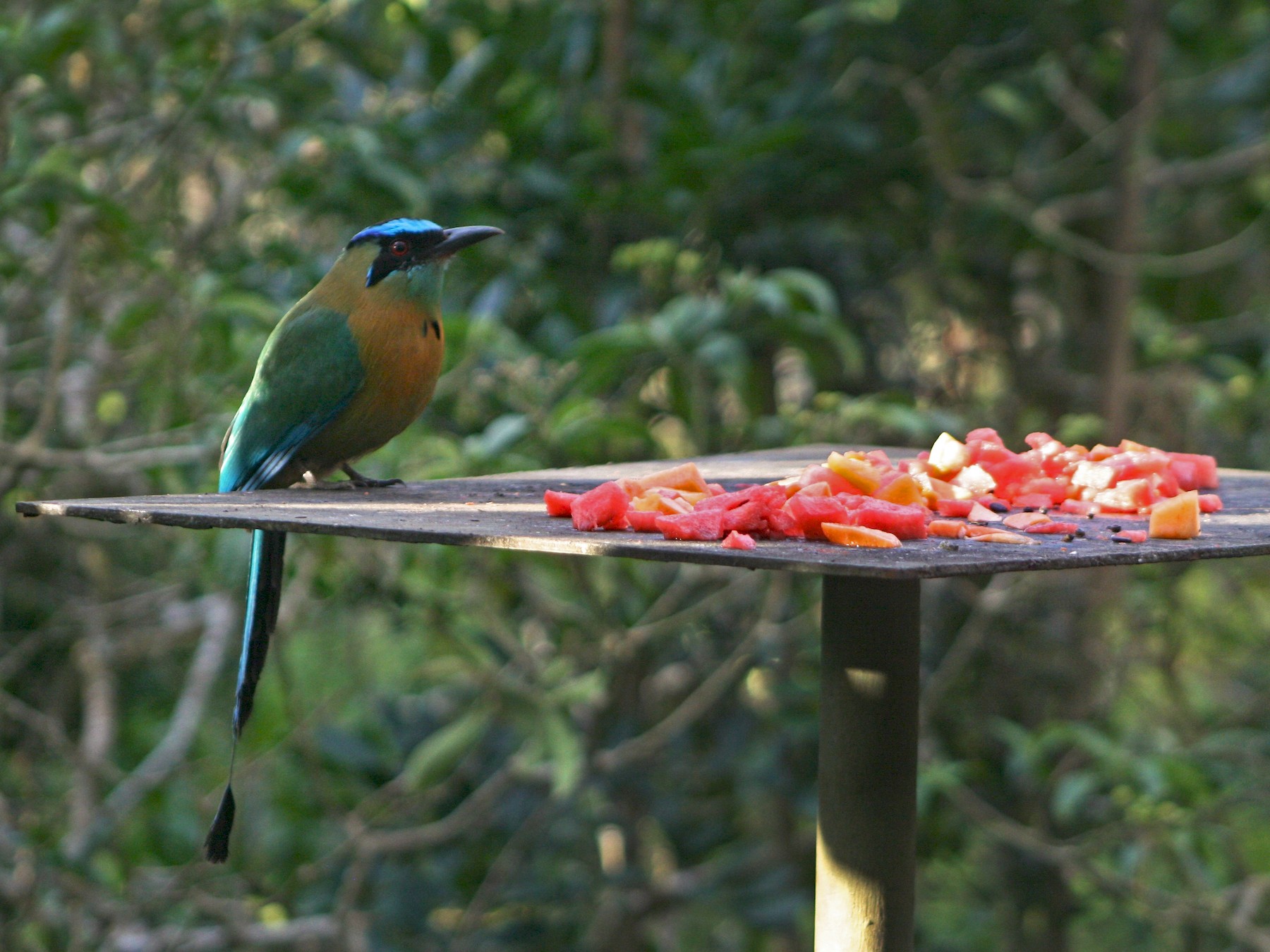 Lesson's Motmot - eBird