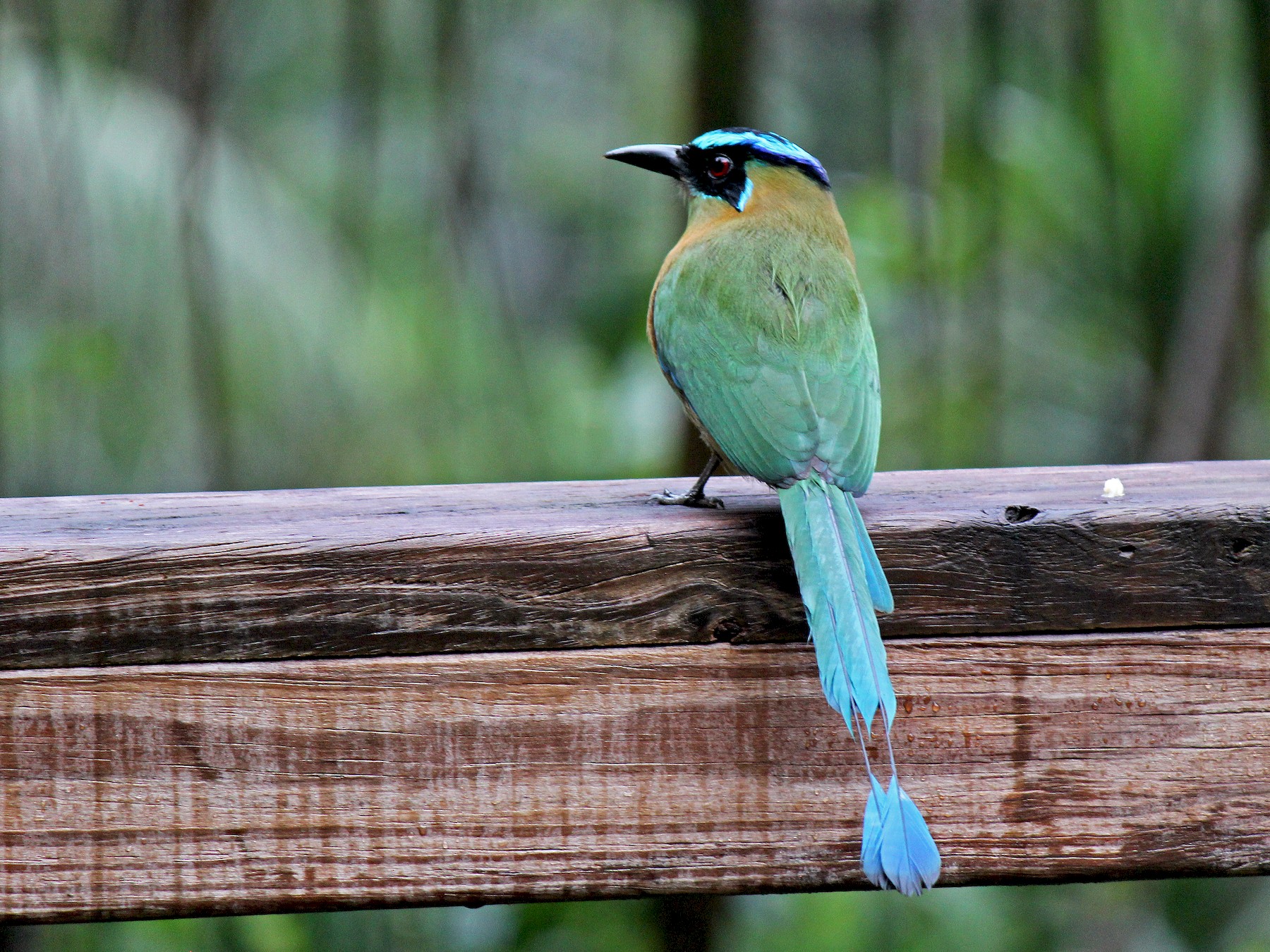 Lesson's Motmot - eBird
