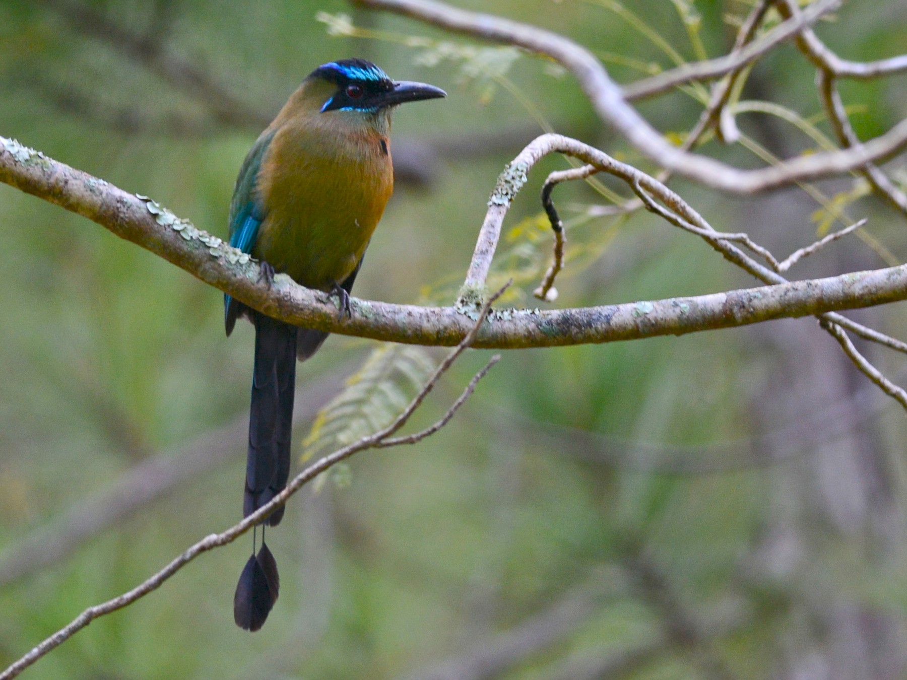 Lesson's Motmot - eBird