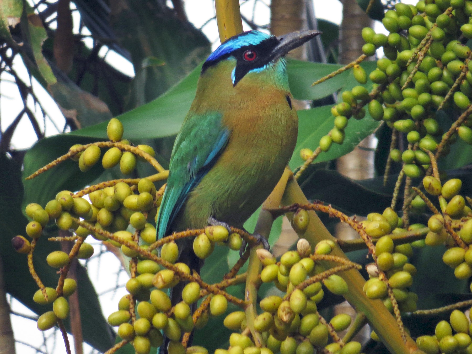 Lesson's Motmot - eBird