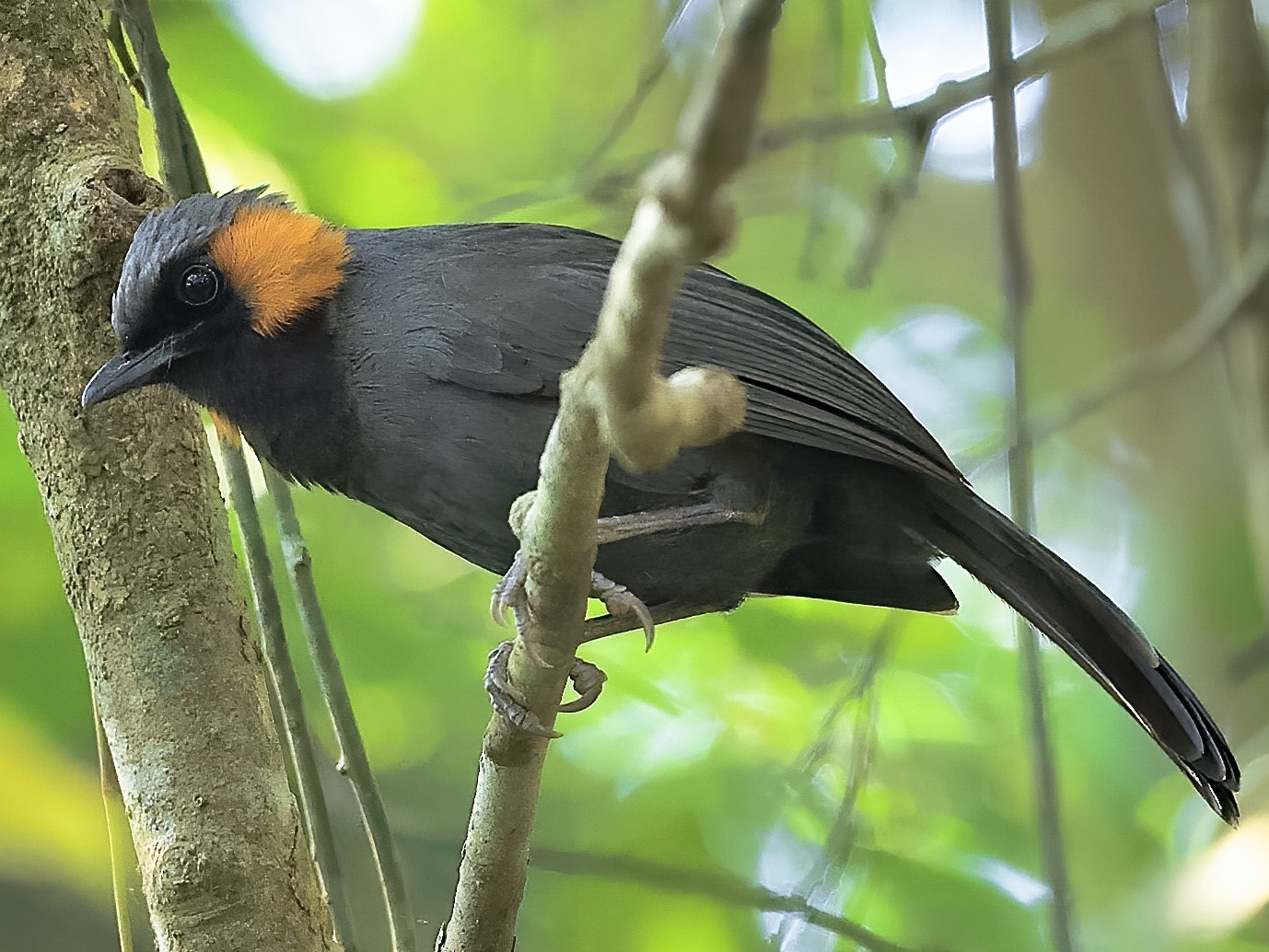 Rufous-cheeked Laughingthrush - eBird