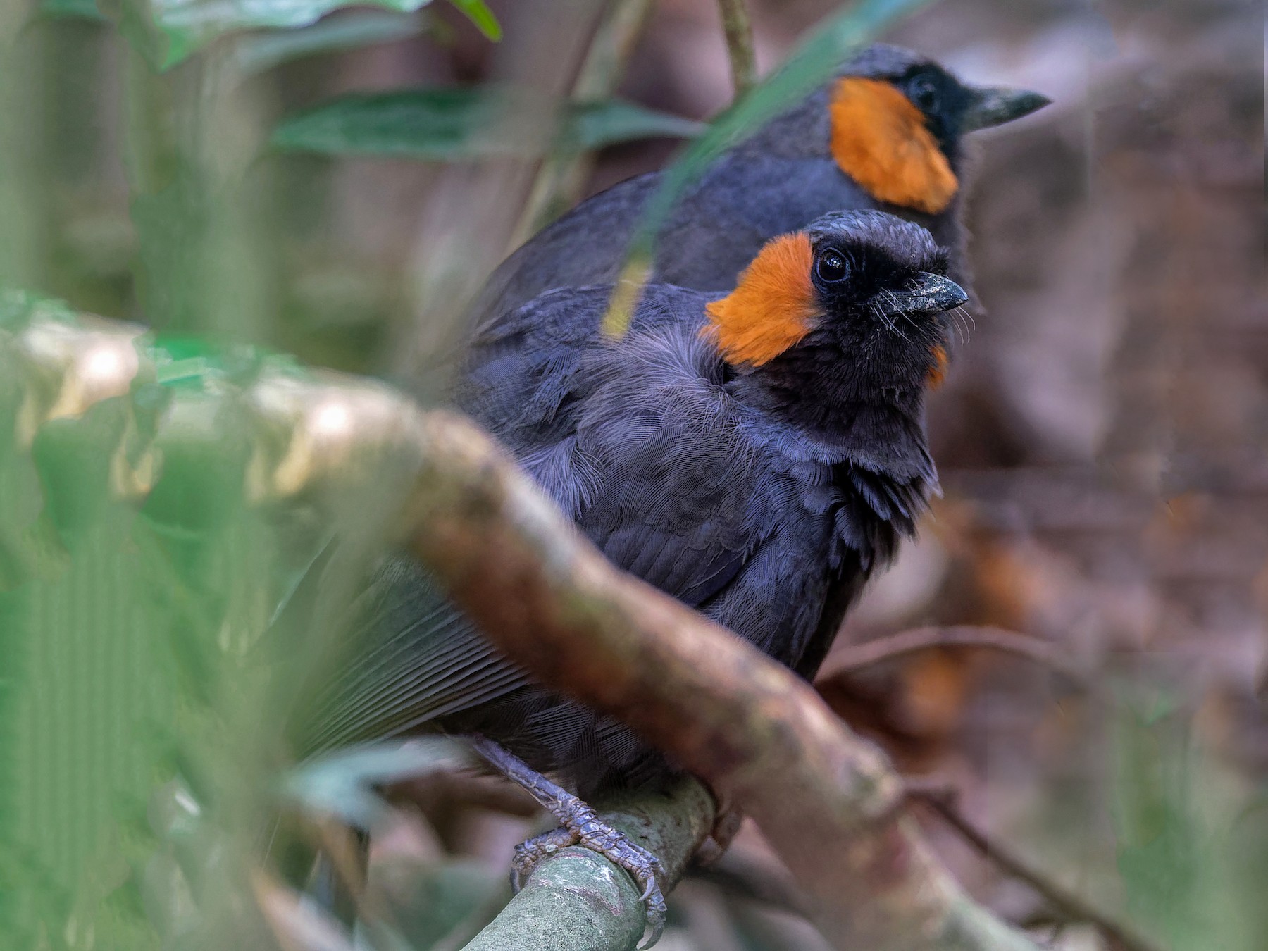 Rufous-cheeked Laughingthrush - eBird