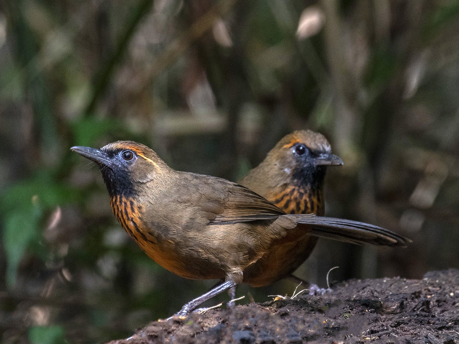 Orange-breasted Laughingthrush - eBird