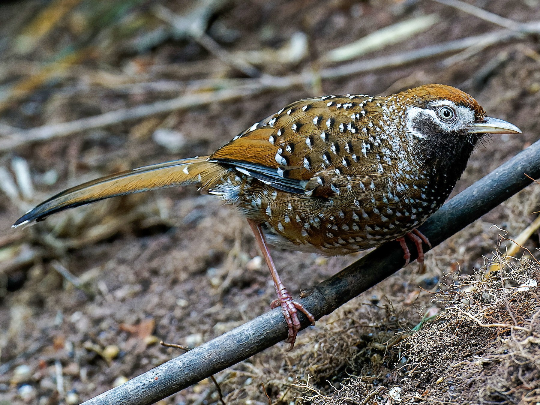 Biet's Laughingthrush - eBird