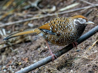 Biet's Laughingthrush - Ianthocincla bieti - Birds of the World