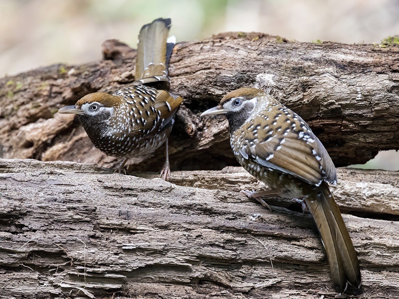 Biet's Laughingthrush - eBird