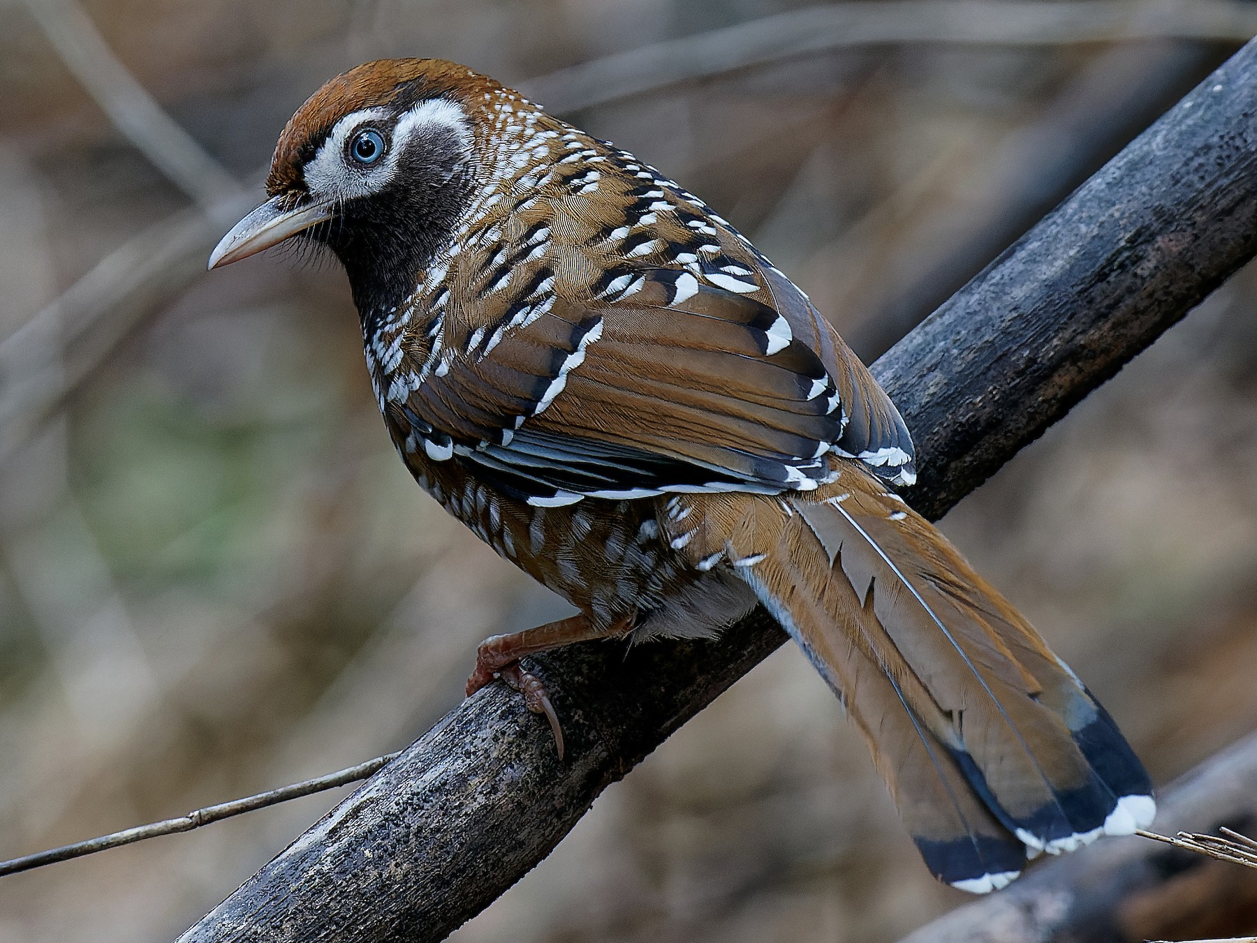 Biet's Laughingthrush - eBird