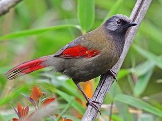 Red-winged Laughingthrush - Trochalopteron formosum - Birds of the World