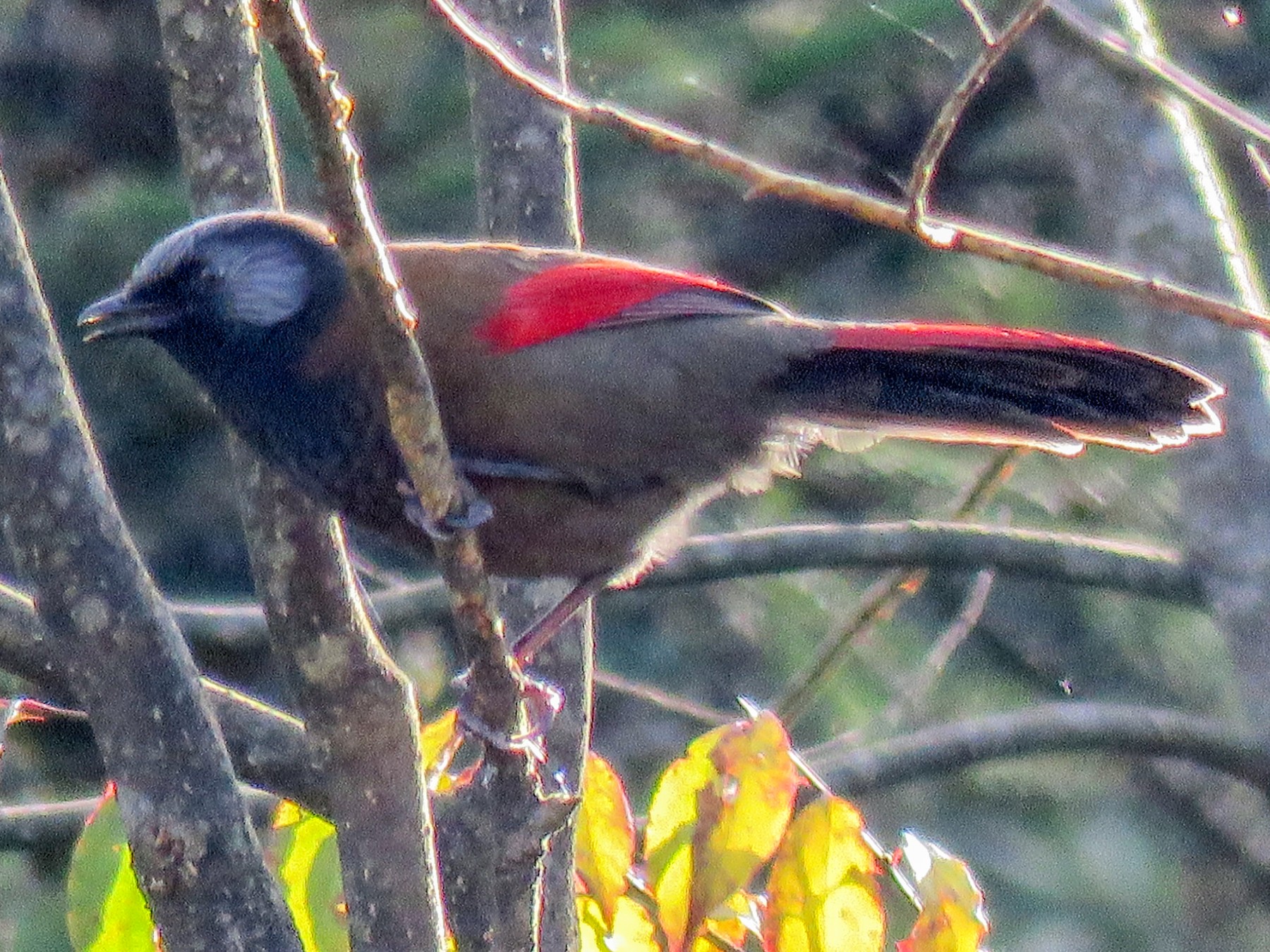 Red-winged Laughingthrush - eBird