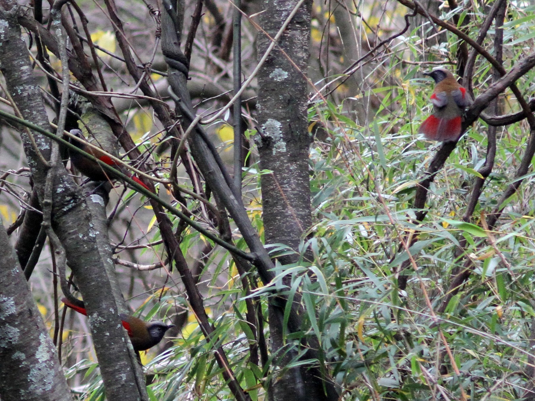 Red-winged Laughingthrush - eBird