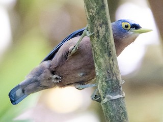 Sulphur-billed Nuthatch - eBird