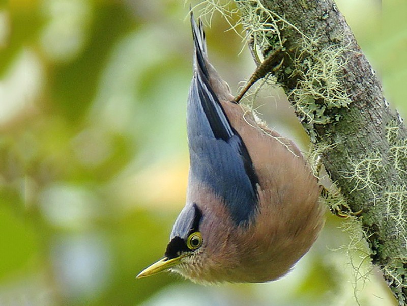 Sulphur-billed Nuthatch - eBird