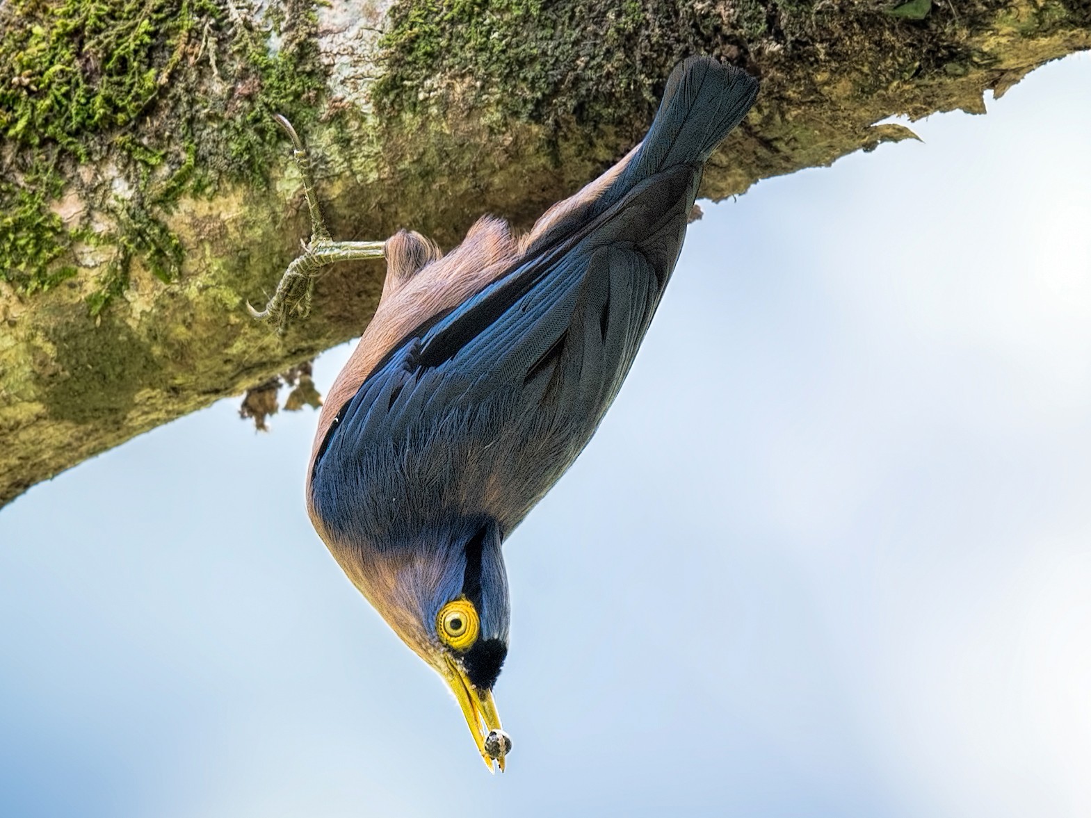 Sulphur-billed Nuthatch - eBird