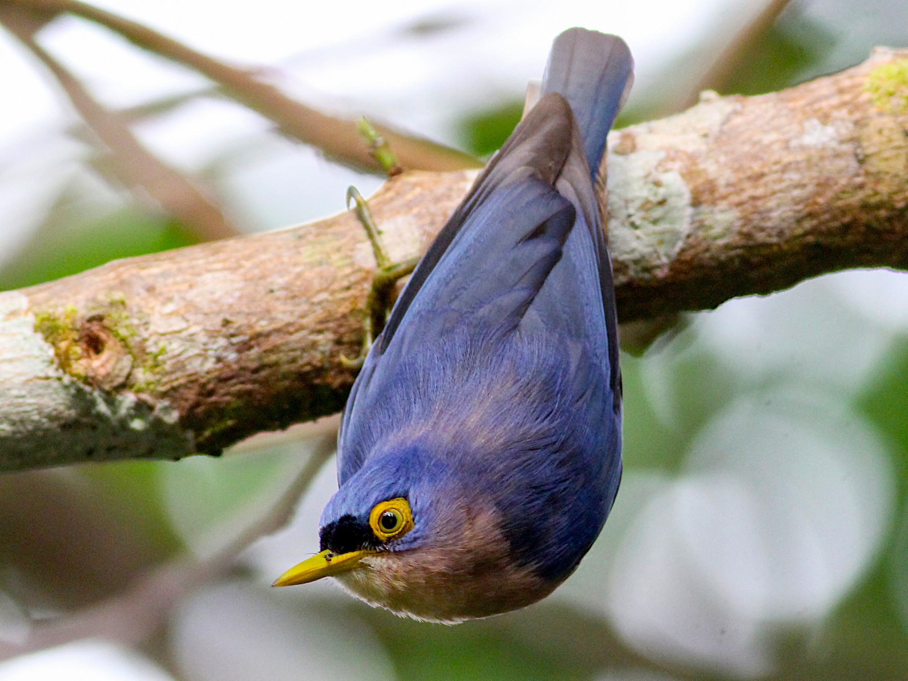 Sulphur-billed Nuthatch - eBird