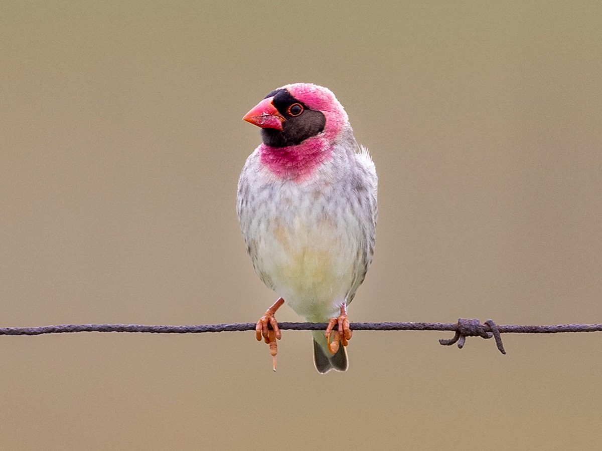 Red-billed Quelea - Quelea quelea - Birds of the World
