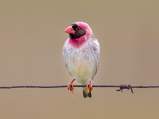 Red-billed Quelea - Quelea quelea - Birds of the World