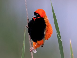 Southern Red Bishop - Euplectes orix - Birds of the World