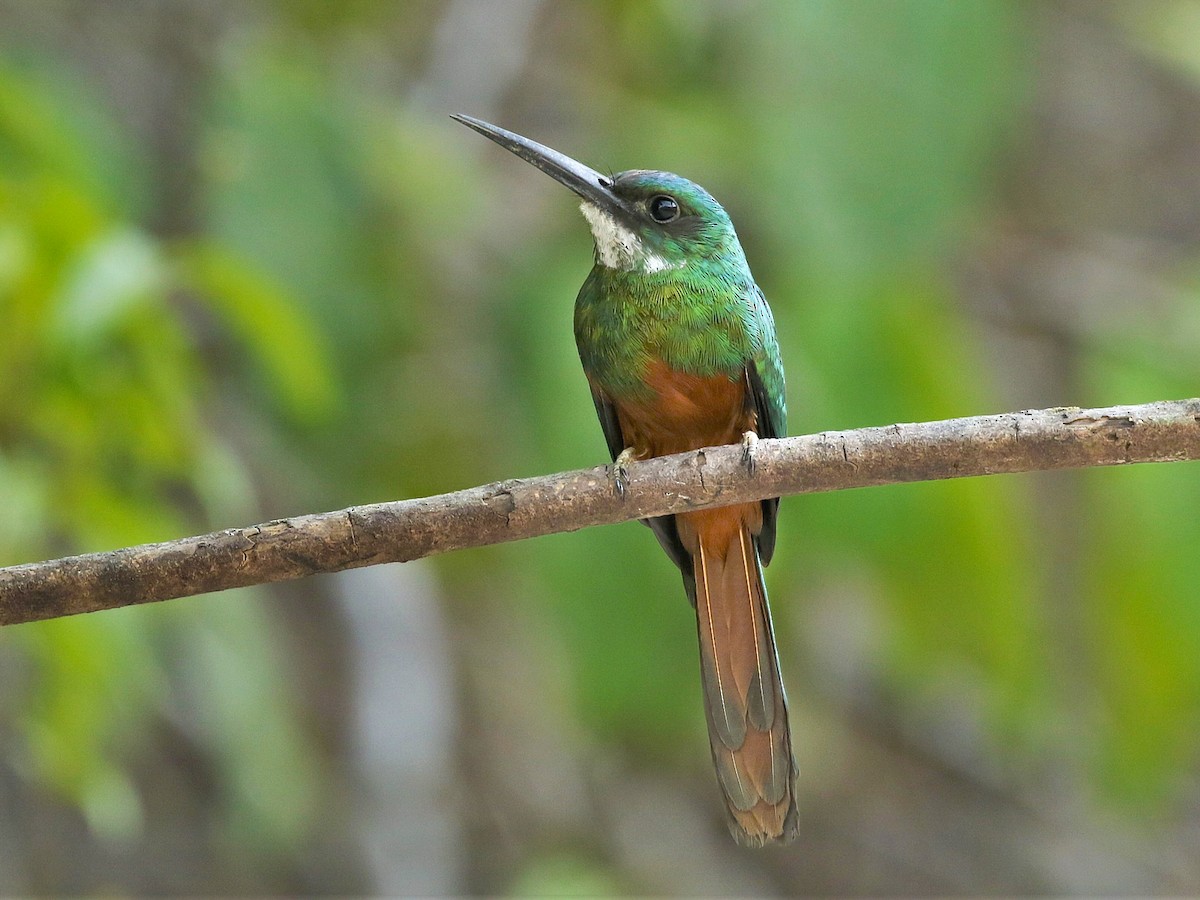 Rufous-tailed Jacamar - Galbula ruficauda - Birds of the World