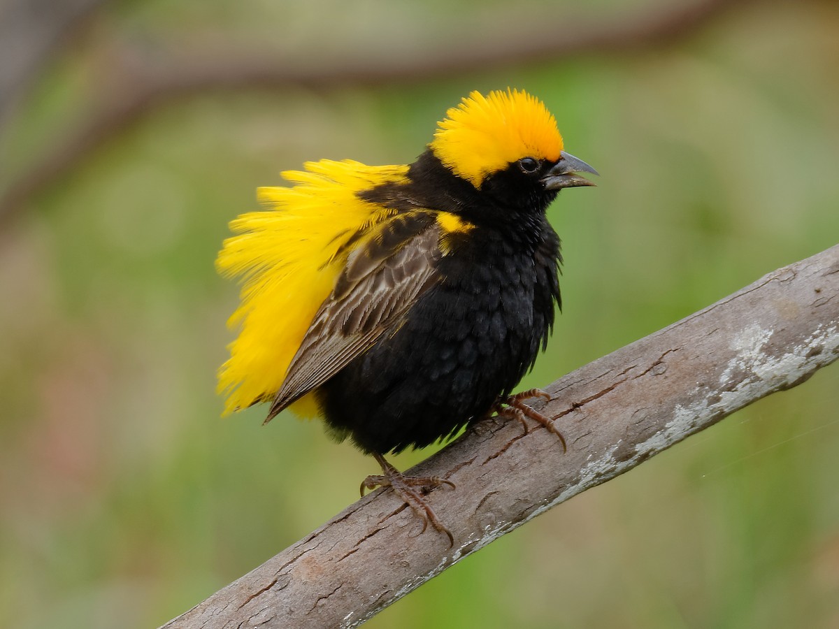 Yellow-crowned Bishop - Euplectes afer - Birds of the World