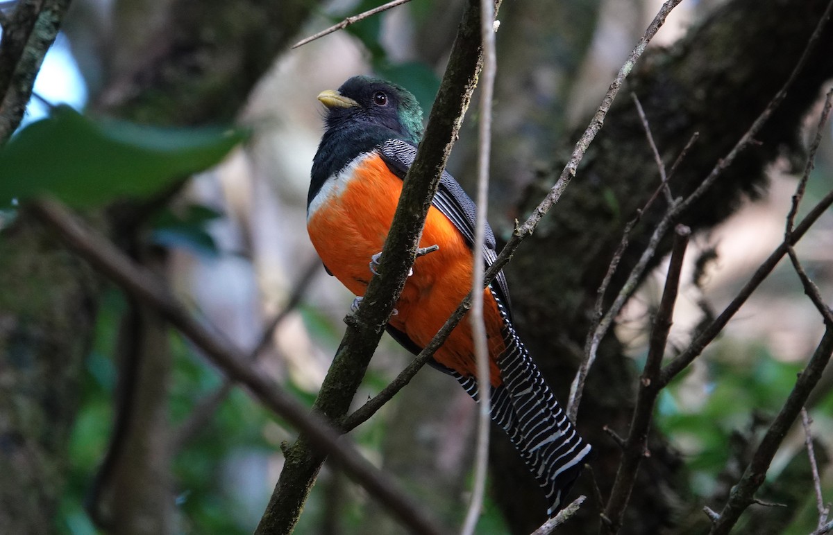 eBird Checklist - 9 Dec 2021 - Curi-Cancha Refugio de Vida Silvestre ...