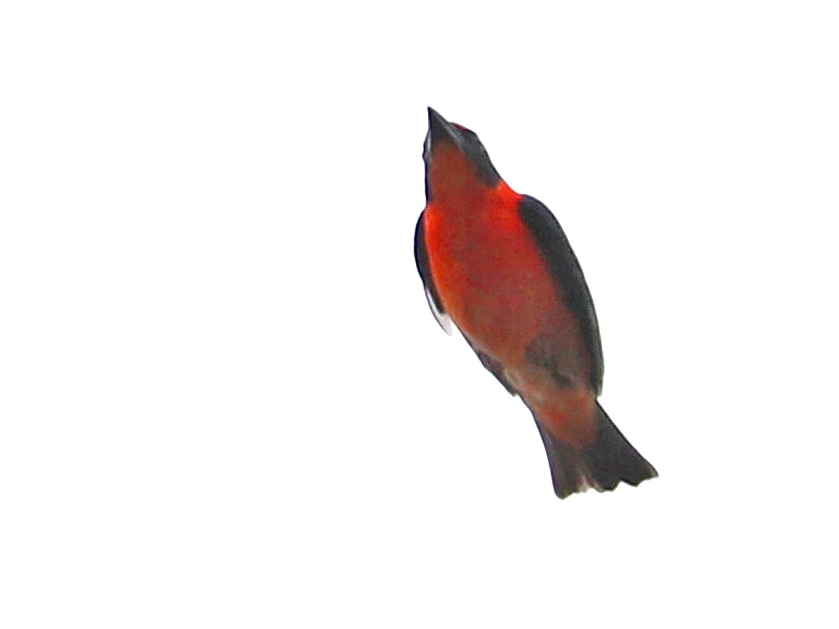 Red-bellied Malimbe - eBird