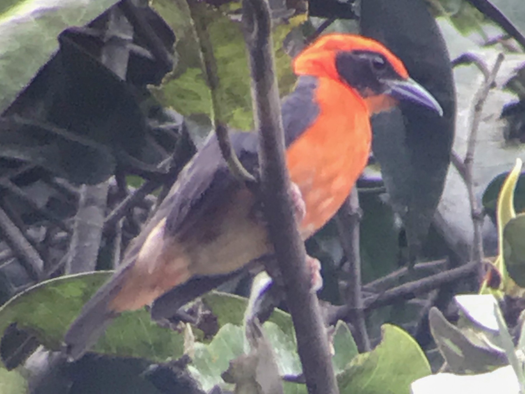 Red-bellied Malimbe - eBird