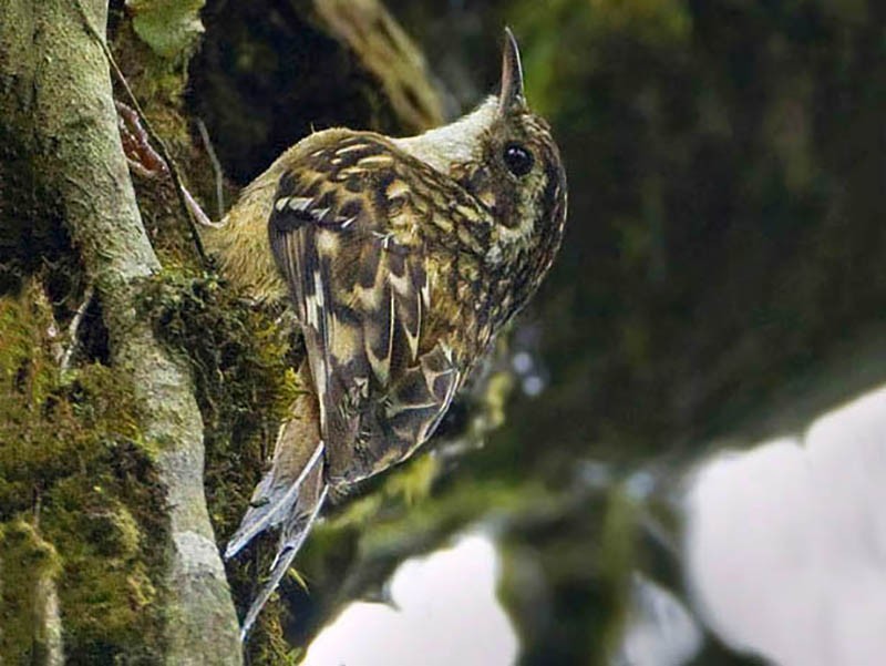Sichuan Treecreeper - eBird