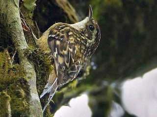 Sichuan Treecreeper - eBird