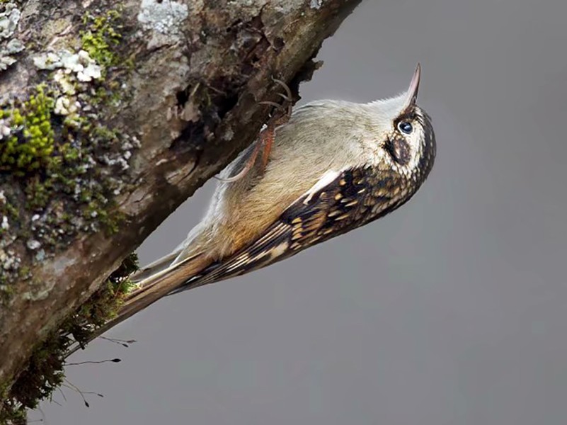 Sichuan Treecreeper - eBird