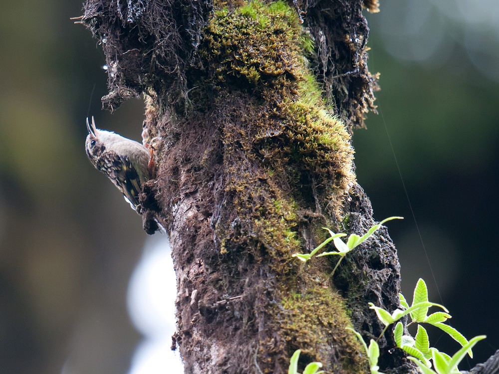Sichuan Treecreeper - eBird