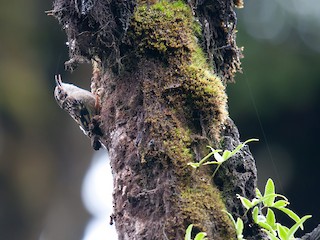 Sichuan Treecreeper - eBird