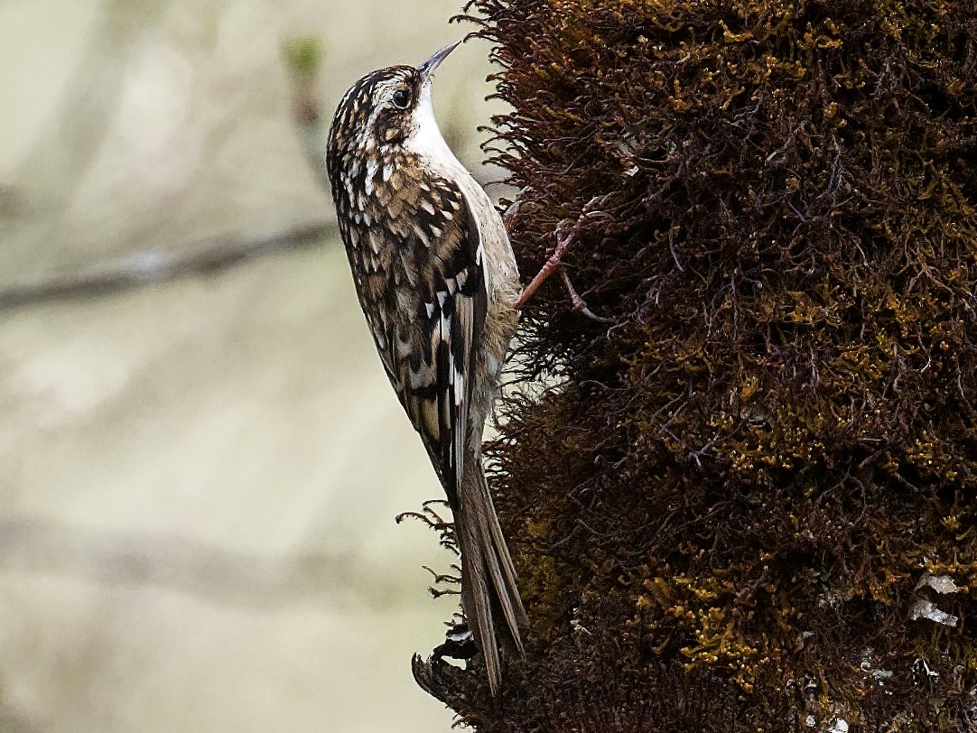 Sichuan Treecreeper - eBird