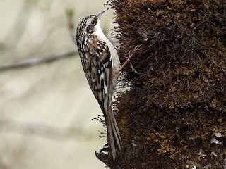 Sichuan Treecreeper - eBird