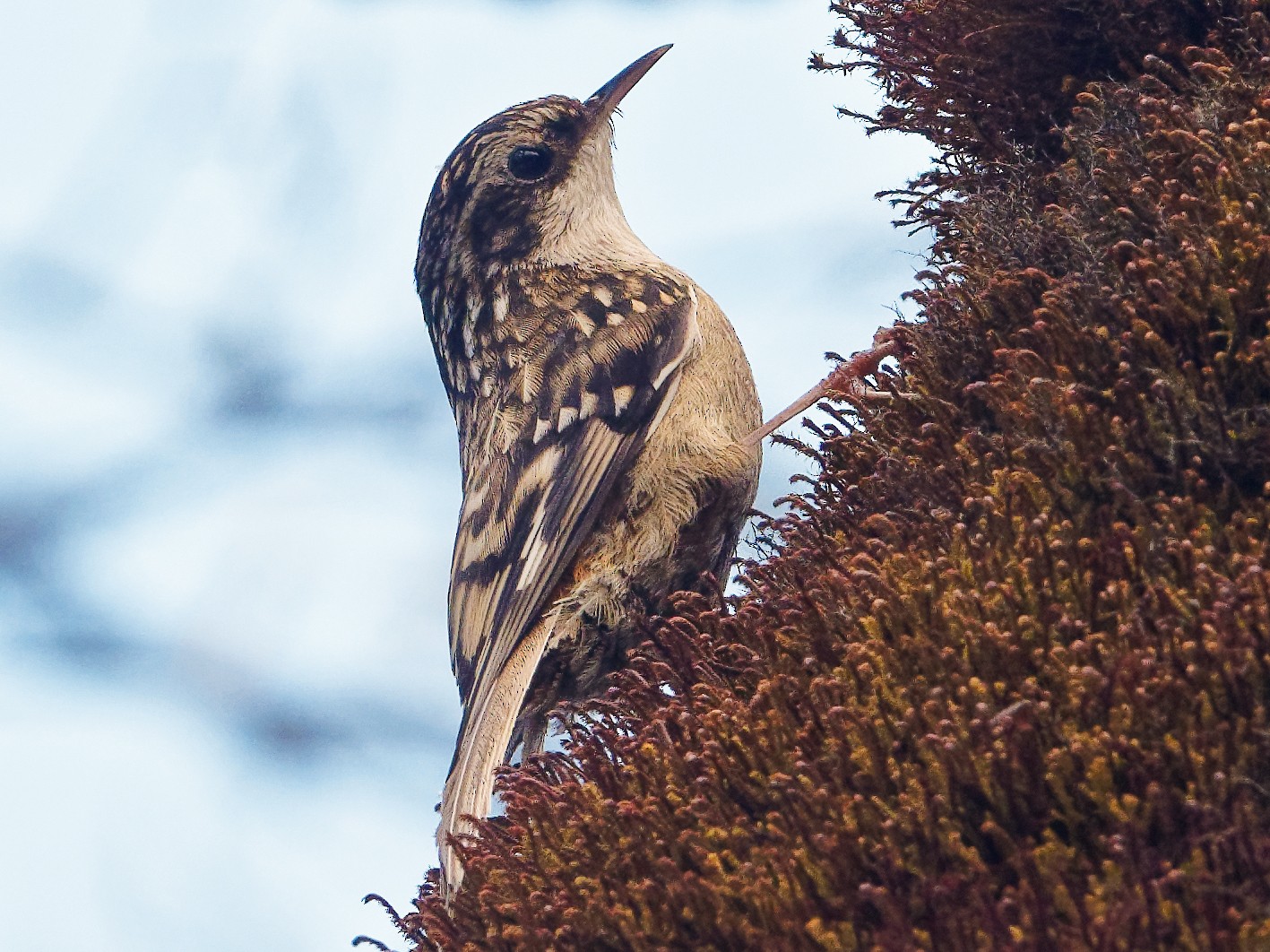 Sichuan Treecreeper - eBird