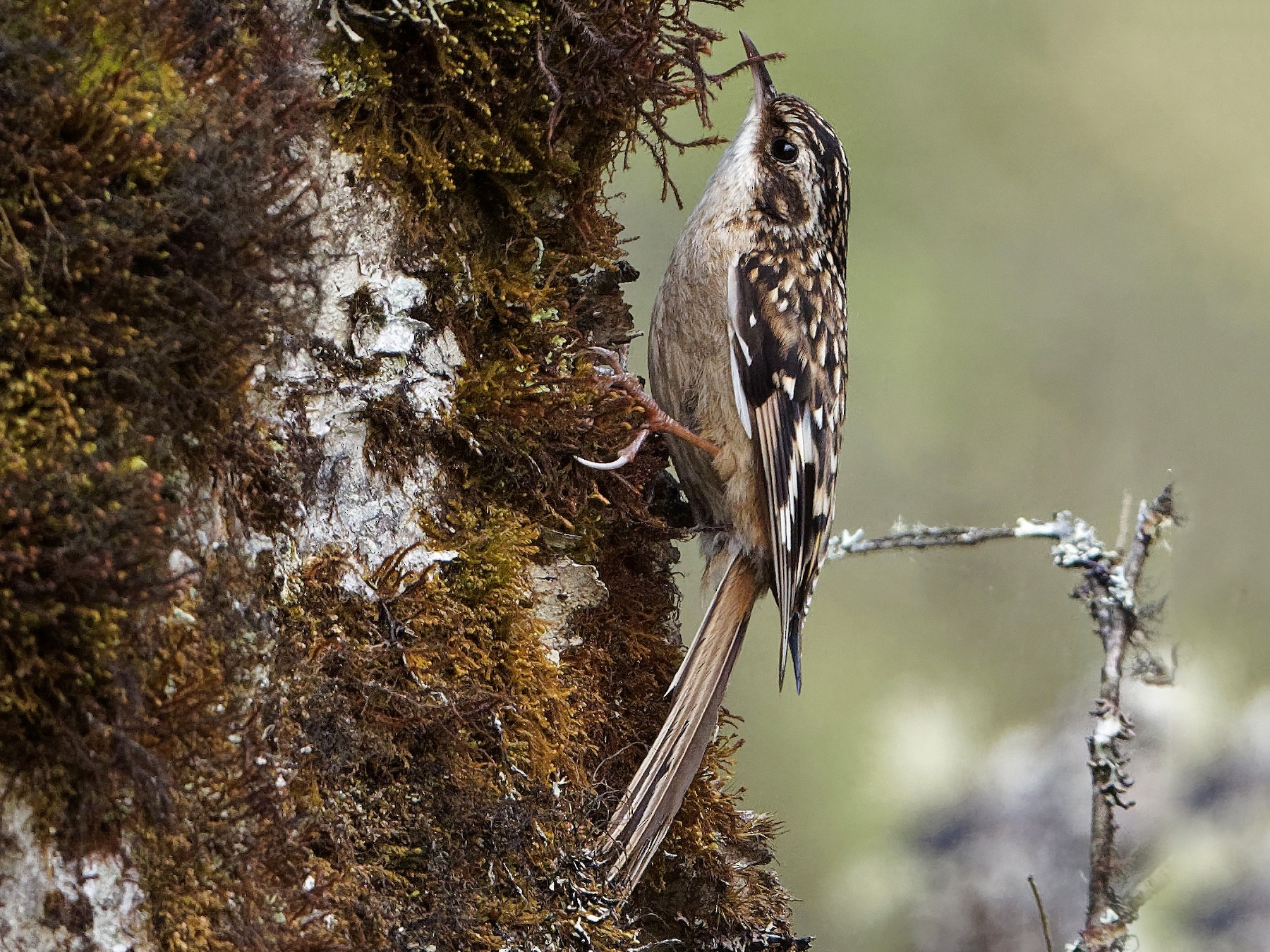 Sichuan Treecreeper - eBird