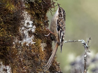 Sichuan Treecreeper - eBird