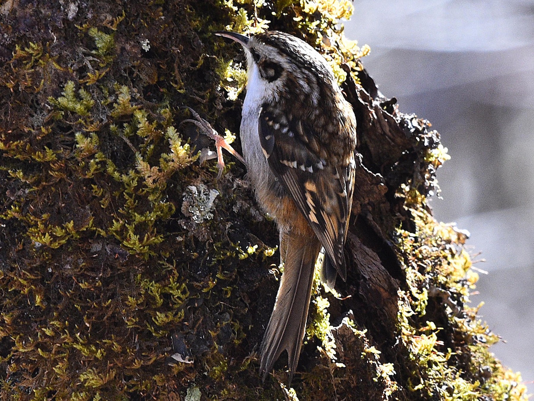 Sichuan Treecreeper - eBird