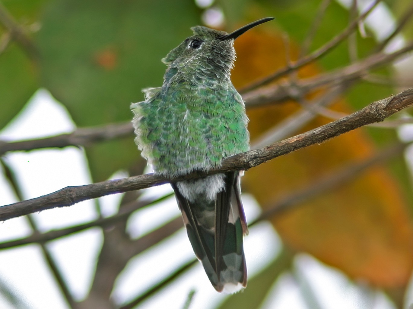 Tepui Goldenthroat - eBird