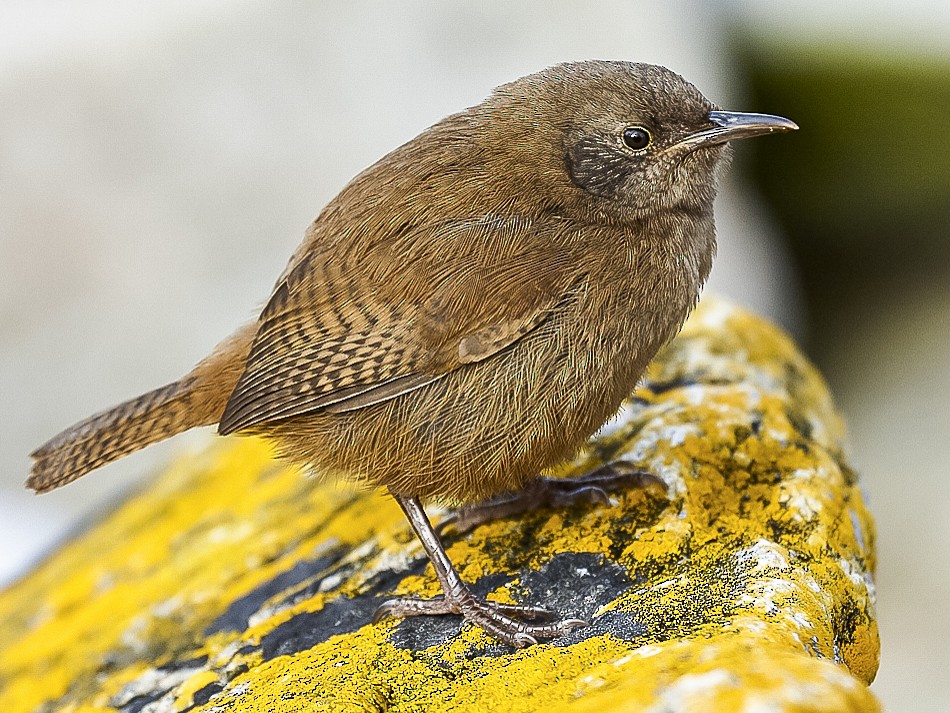 Cobb's Wren - eBird