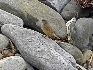 Cobb's Wren - eBird