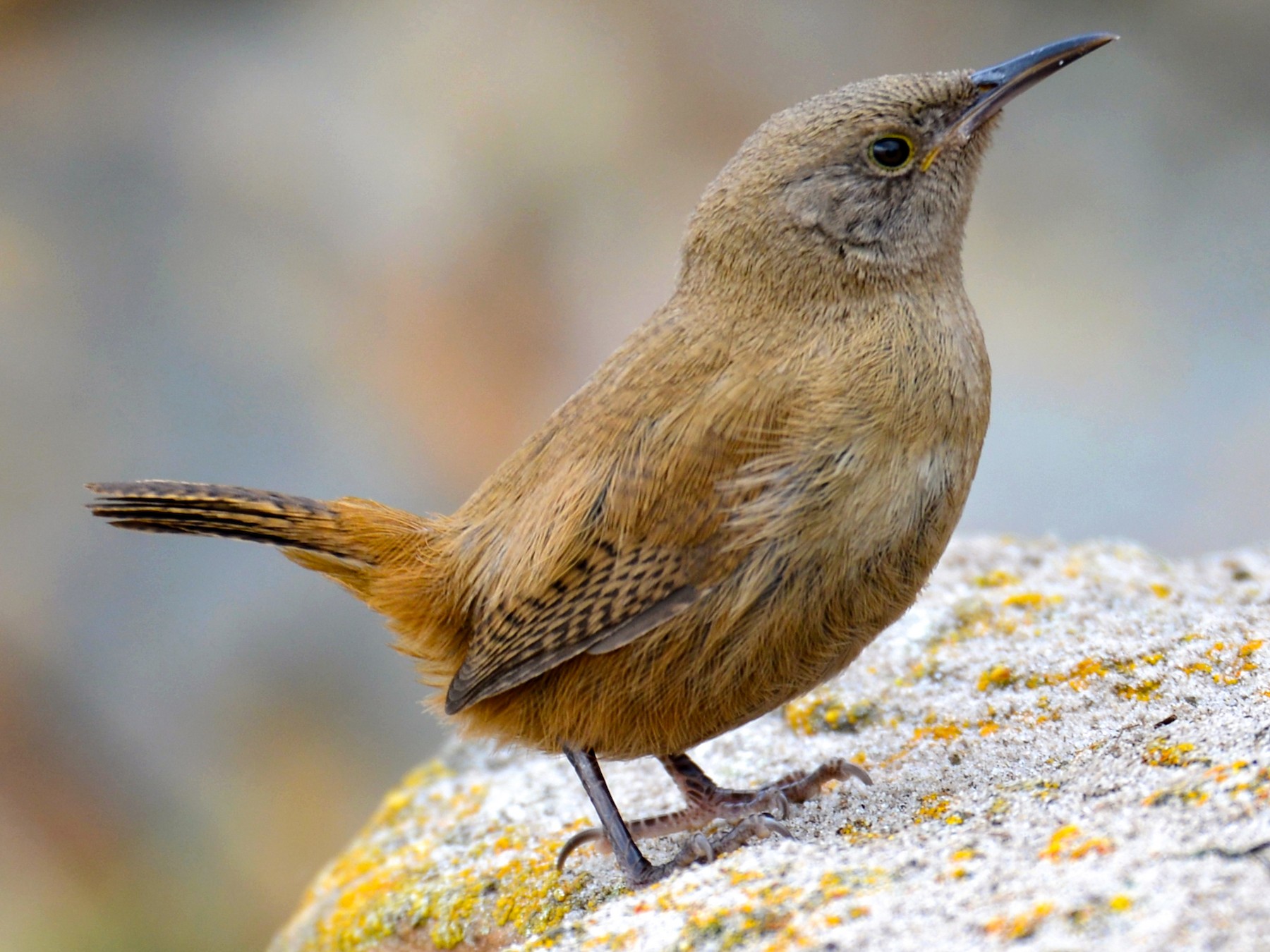 Cobb's Wren - eBird