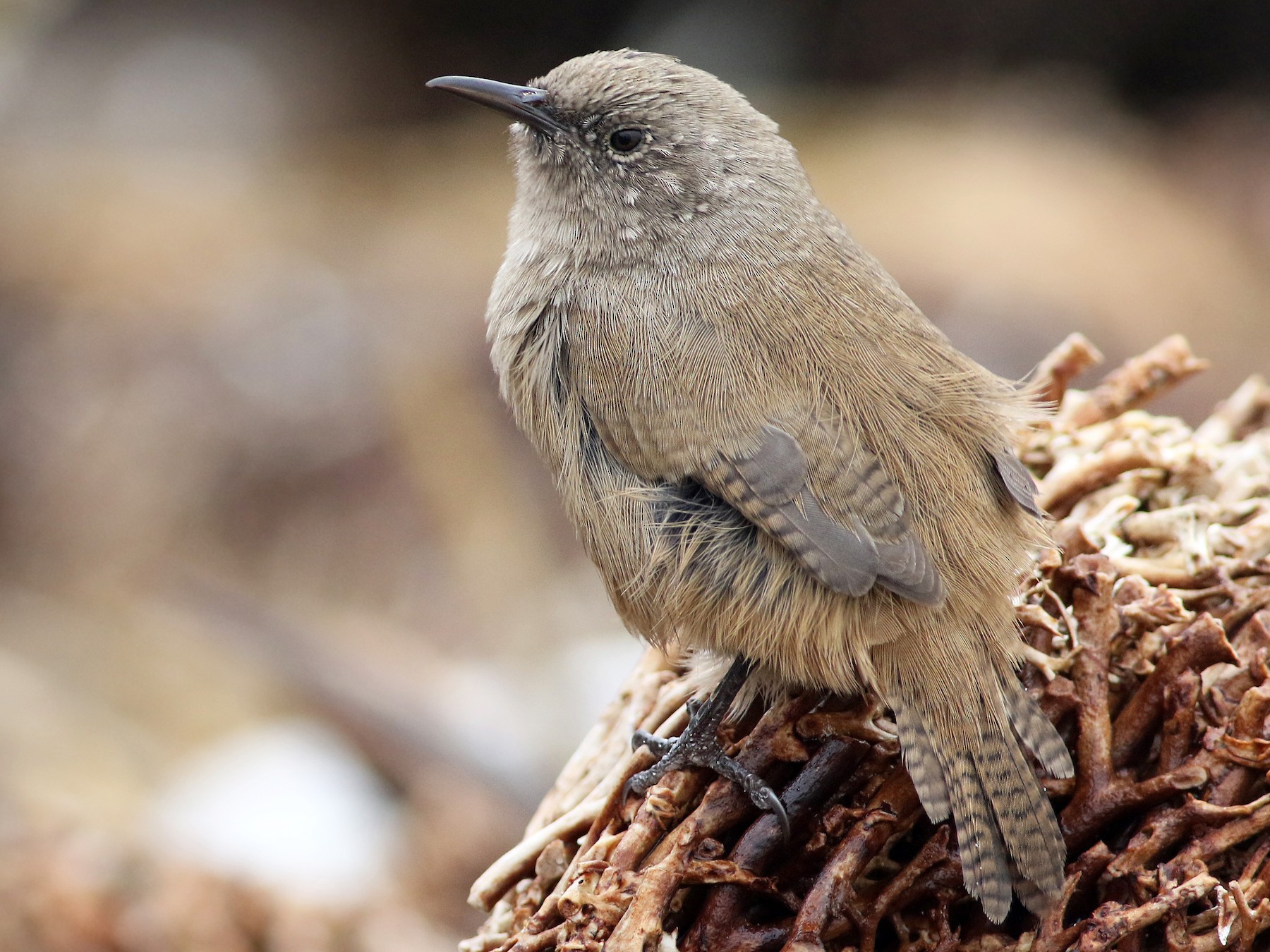 Cobb's Wren - eBird
