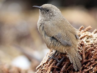 Cobb's Wren - eBird