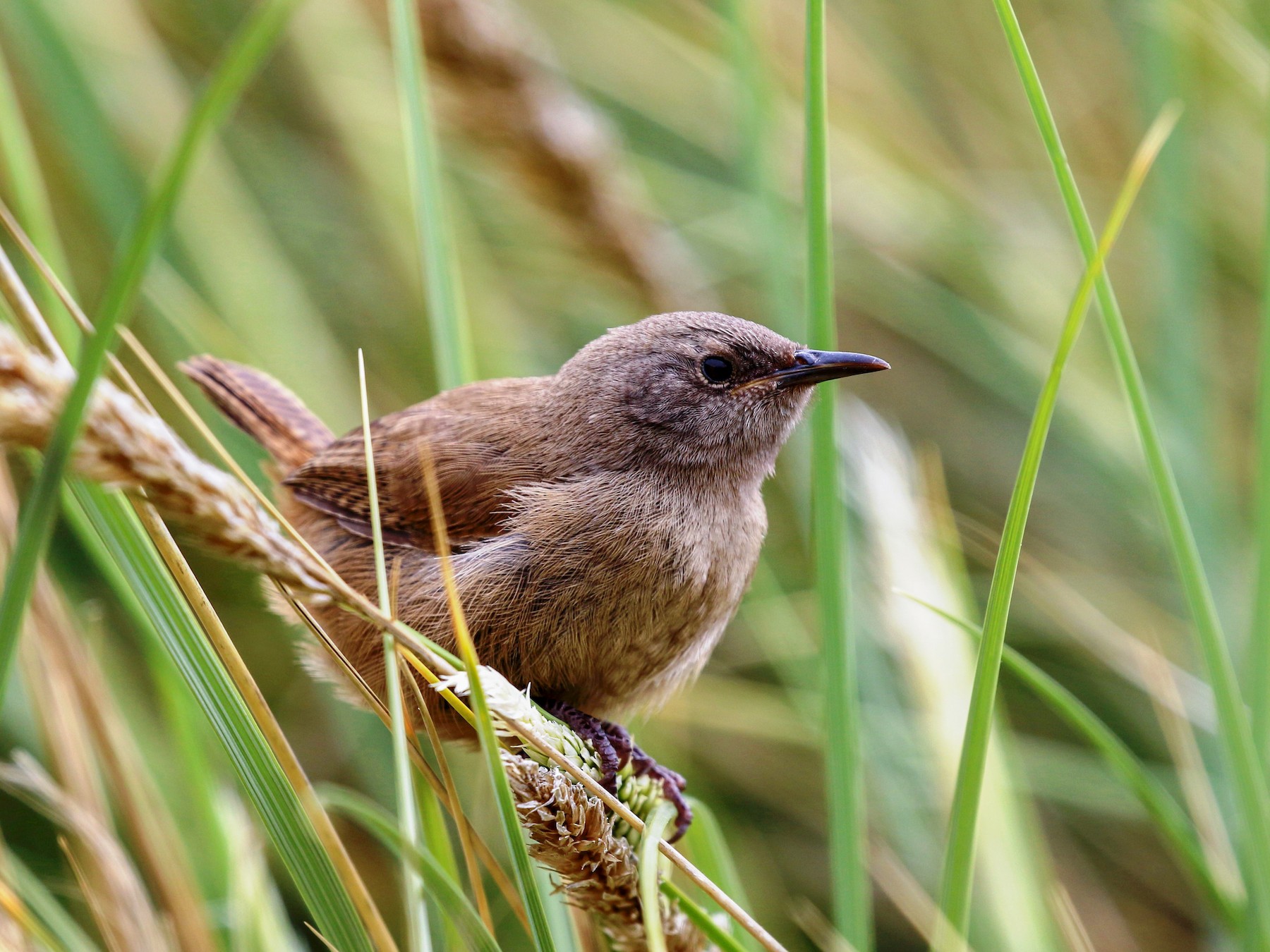 Cobb's Wren - eBird